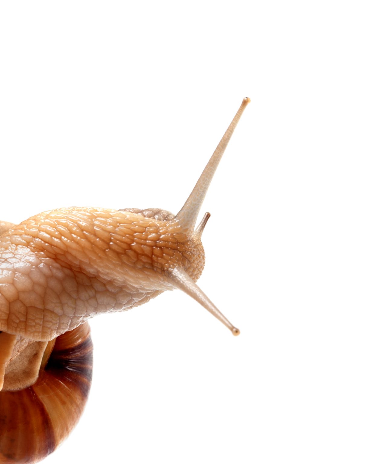 Pesty Problems? – Priceless Magazines